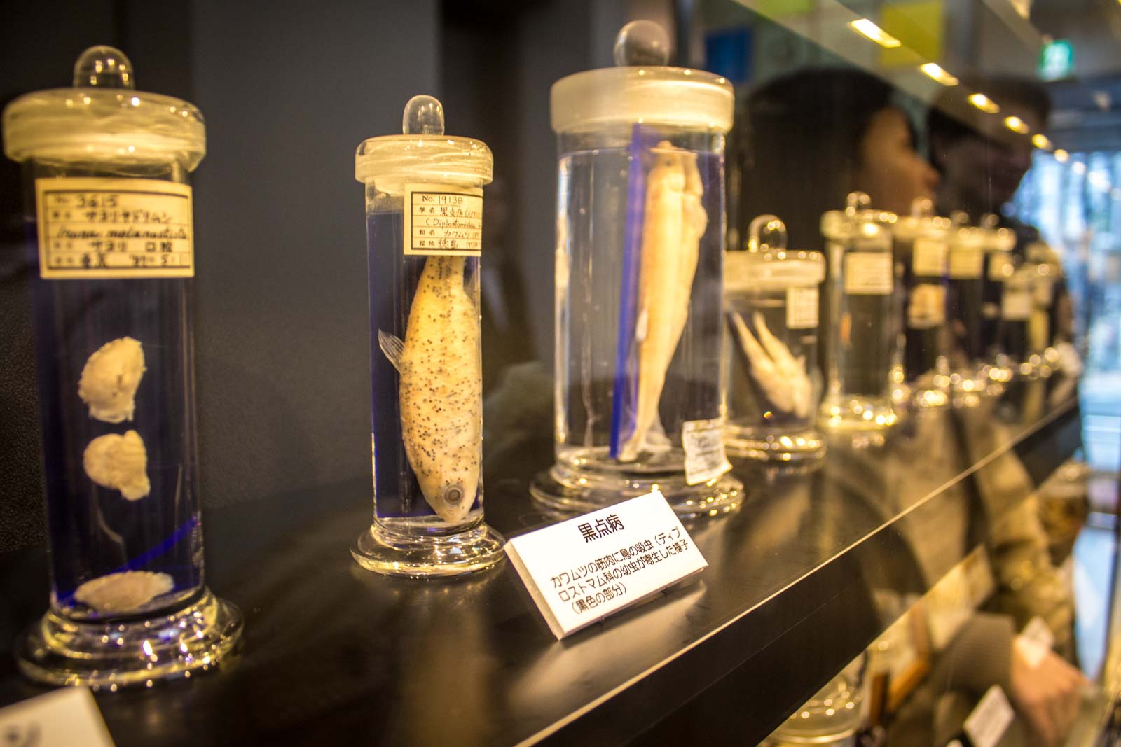 Meguro Parasitological Museum – The Ultimate Japan NightLife Directory ...